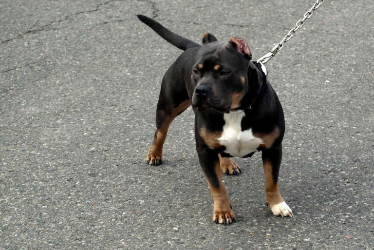 Tri Color Pitbull – What Color Combinations Are There?