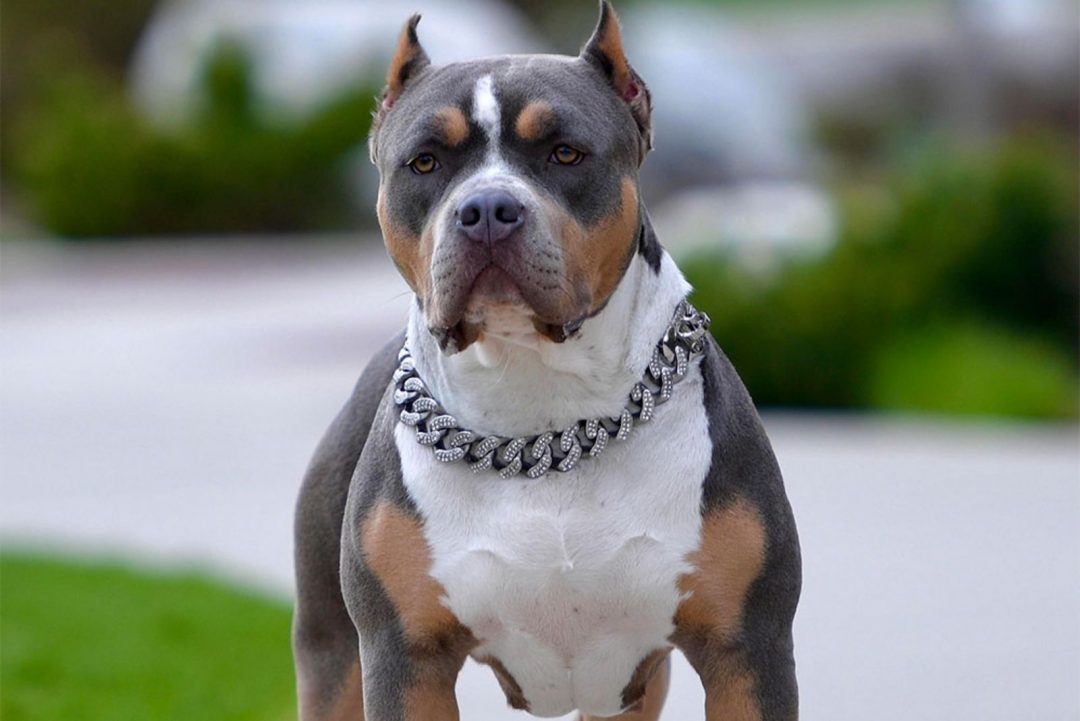 Tri Color Pitbull – What Color Combinations Are There?