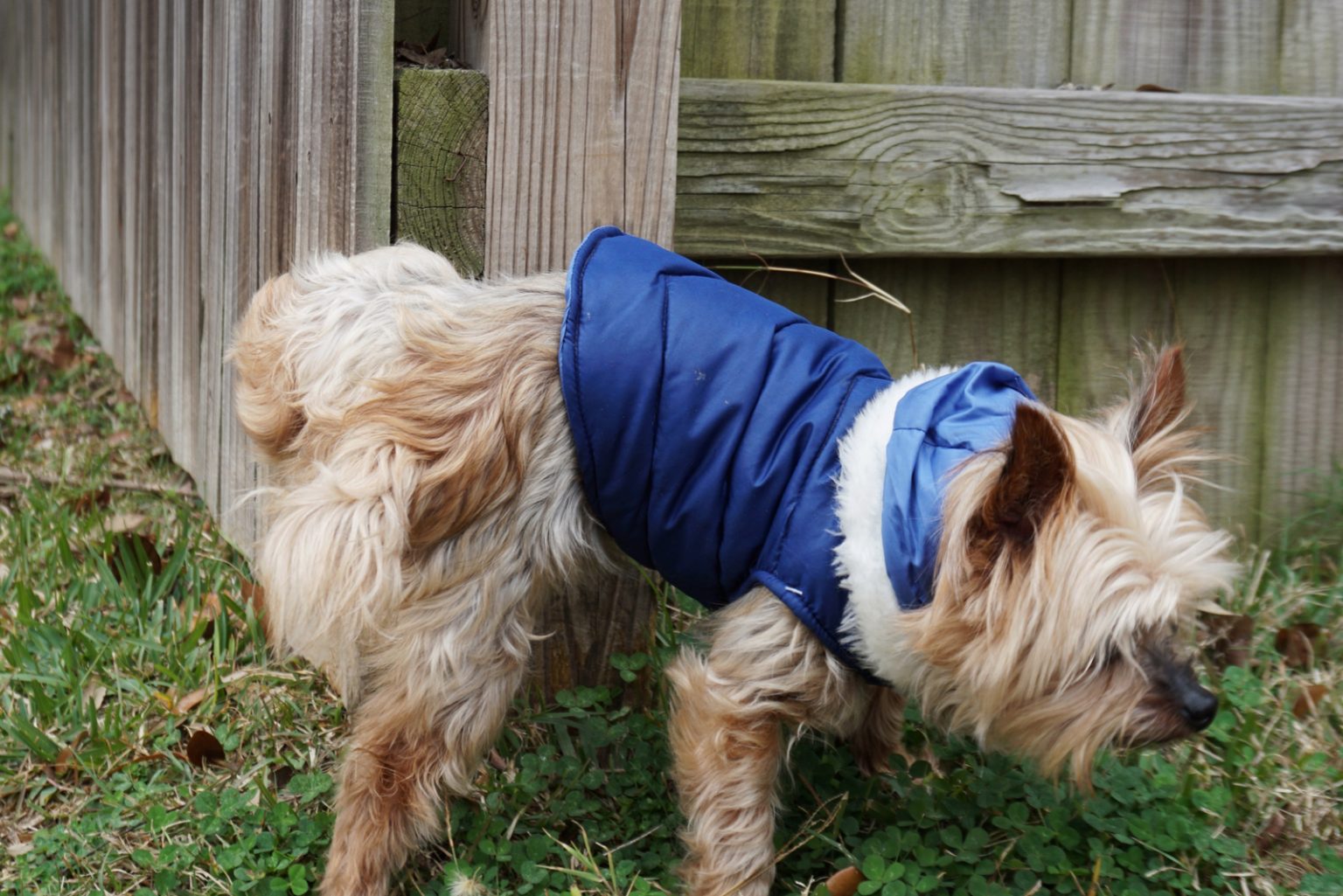 A Male Yorkie? Find Out Which Yorkshire Terrier Is Best