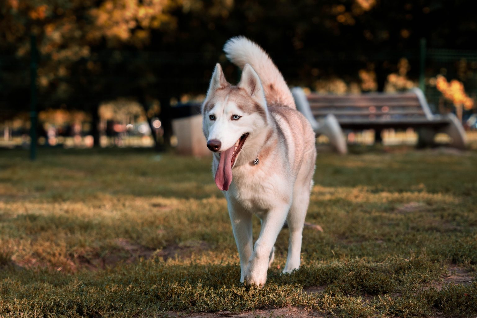 Brown Husky: Is This The Most Beautiful Husky Color?