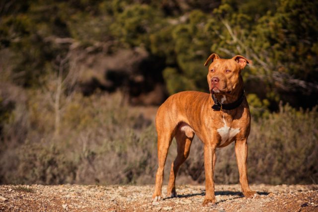 Pitbull Colors Explained: 35 Unique Colors And Patterns