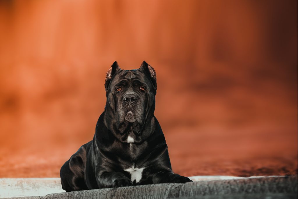 The Complete Guide To The World Of Cane Corso Colors