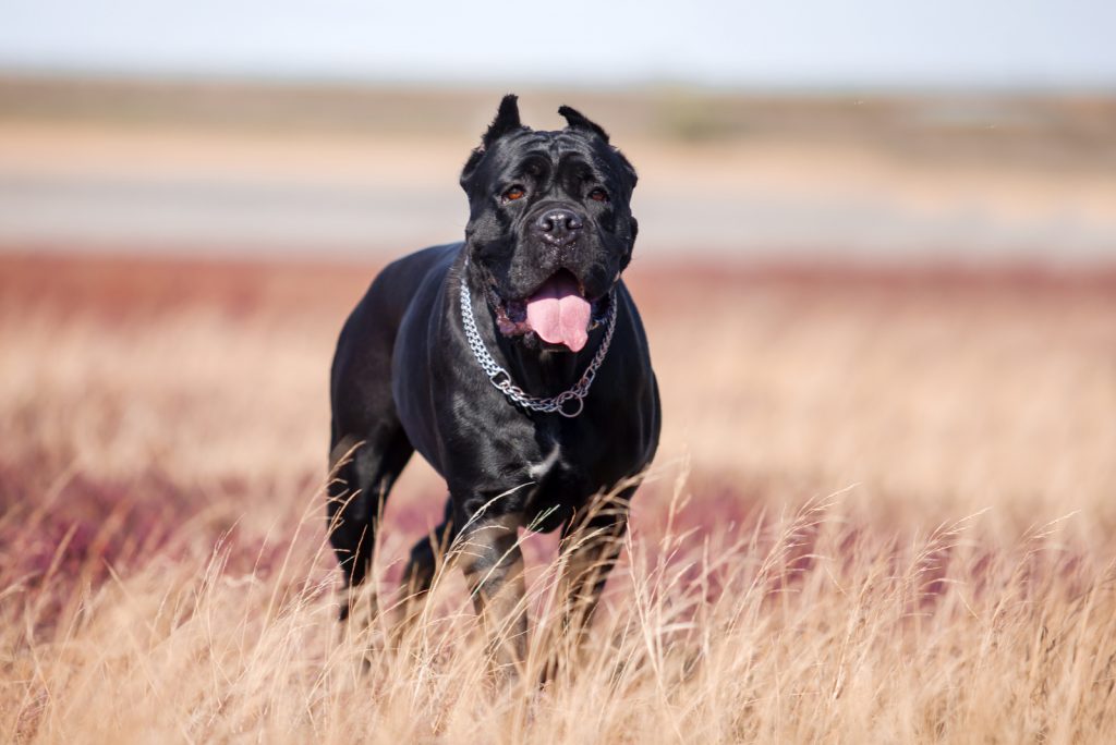 The Complete Guide To The World Of Cane Corso Colors