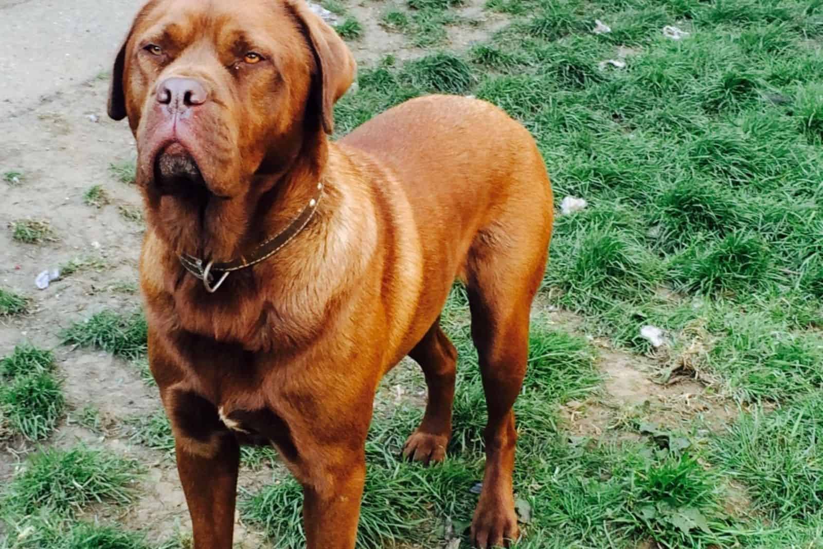 The Complete Guide To The World Of Cane Corso Colors