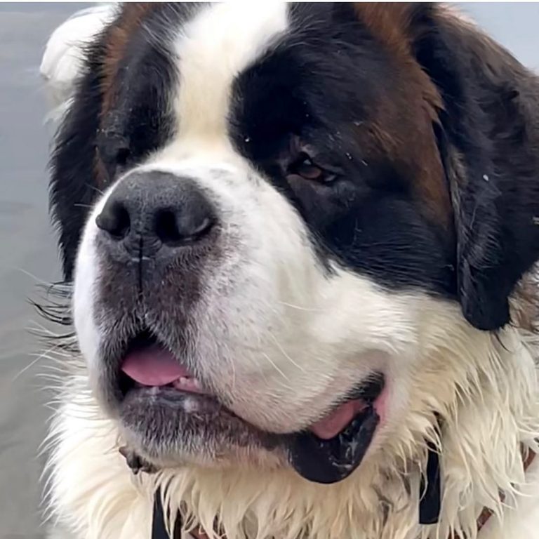 Saint Bernard Colors: Fun Patterns You Didn’t Know Existed