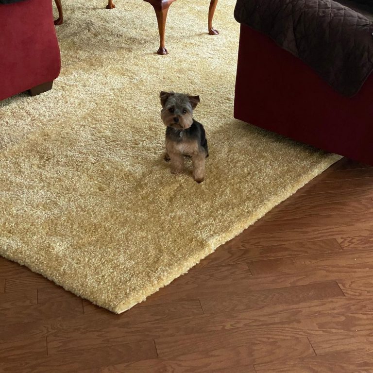 A Male Yorkie? Find Out Which Yorkshire Terrier Is Best