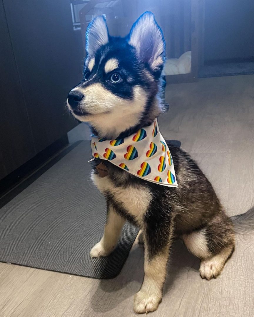 Pomsky: A Viral Legend Come To Life