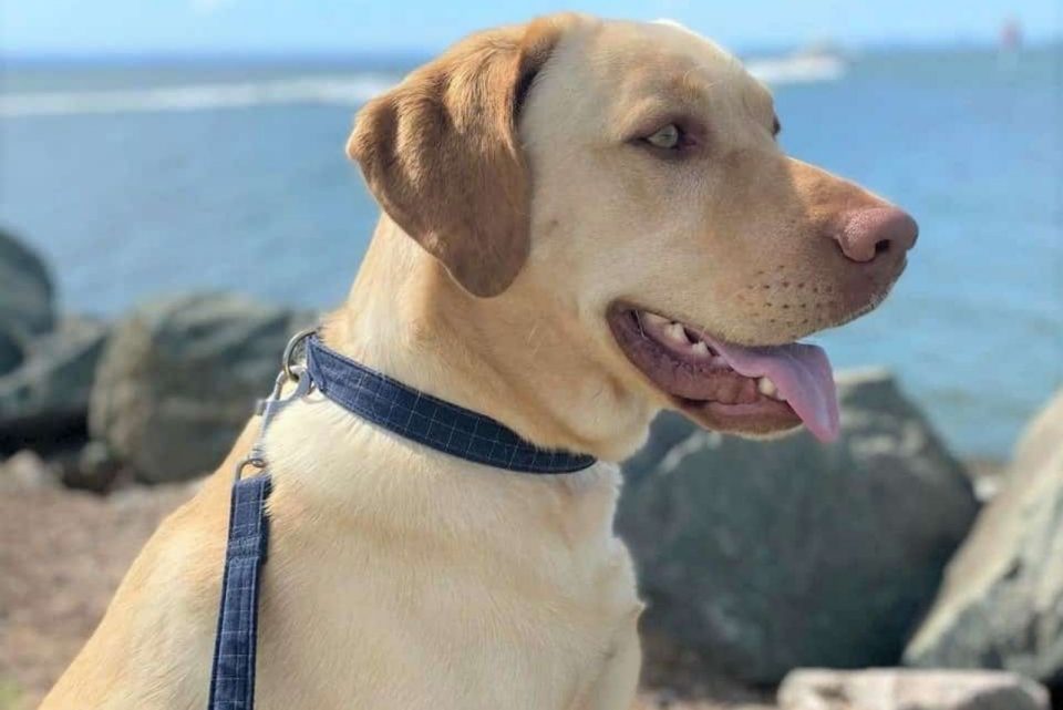 Dudley Labrador: Everything You Need To Know About This Dog
