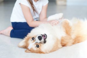 Are Corgis Good With Kids? Advice To Parents With Corgis
