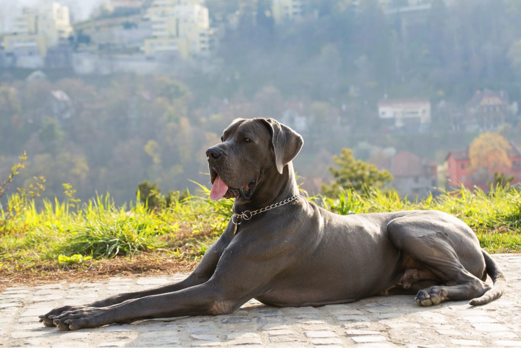 Mantle Great Danes: All The Great Dane Colors Explained