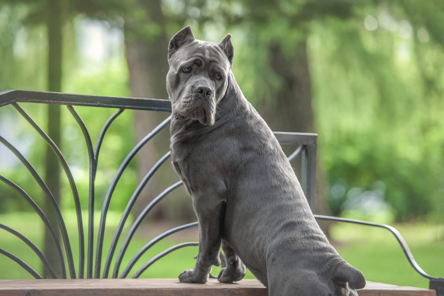 12 Cane Corso Colors: An Array Of Stunning Shades