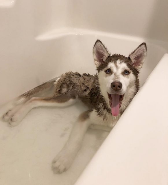 How Often Should You Bathe A Husky?