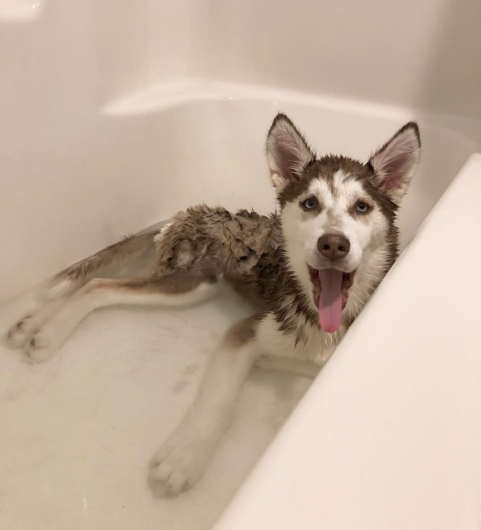 How Often Should You Bathe A Husky?