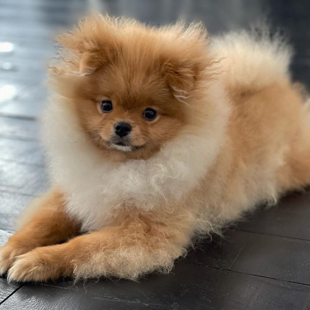 Merle Pomeranian: Everything About This Gorgeous Pooch