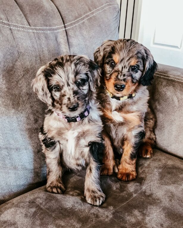 15+ Bernedoodle Colors And Coat Patterns Explained