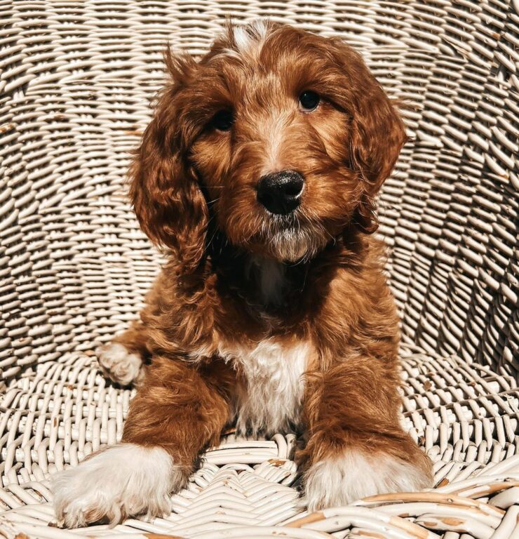 17 Goldendoodle Colors: All Shades Of This Popular Breed