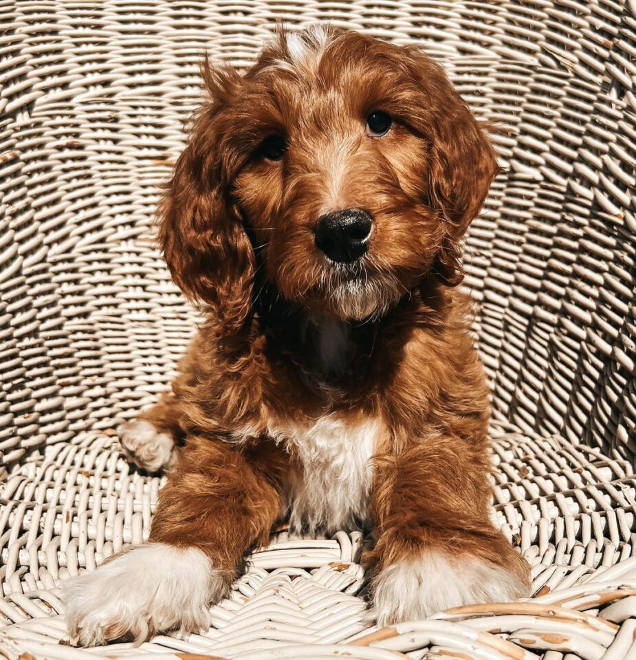17 Goldendoodle Colors: All Shades Of This Popular Breed