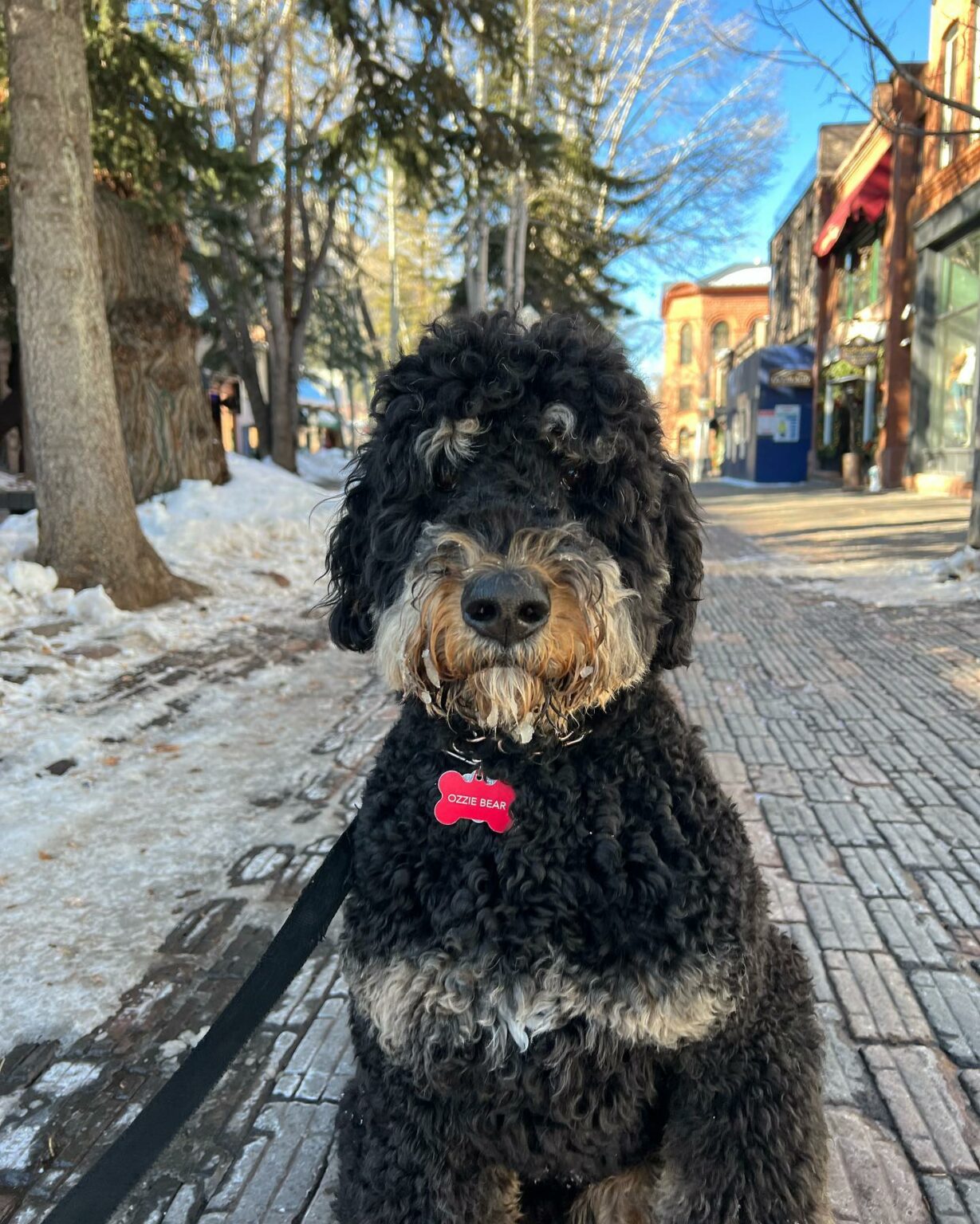15+ Bernedoodle Colors And Coat Patterns Explained