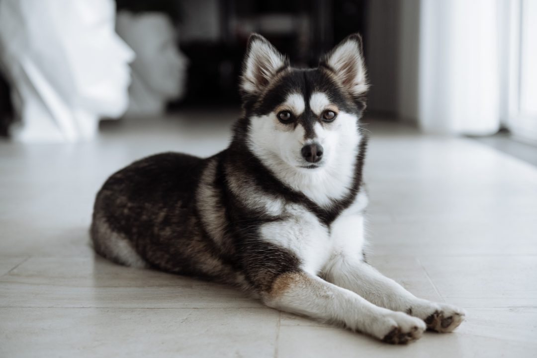 Pomsky: A Viral Legend Come To Life