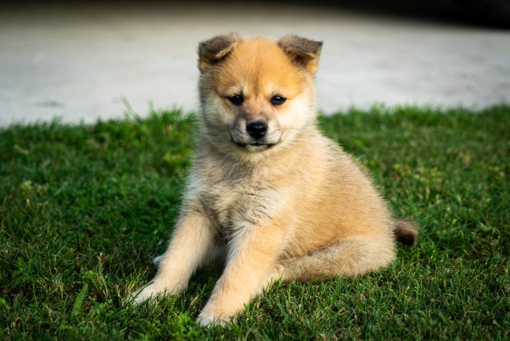 Pomsky: A Viral Legend Come To Life