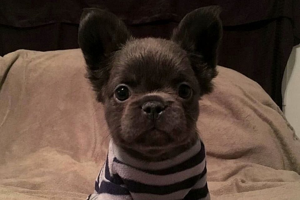 Fluffy Frenchie: All You Need To Know About This Unusual Pup