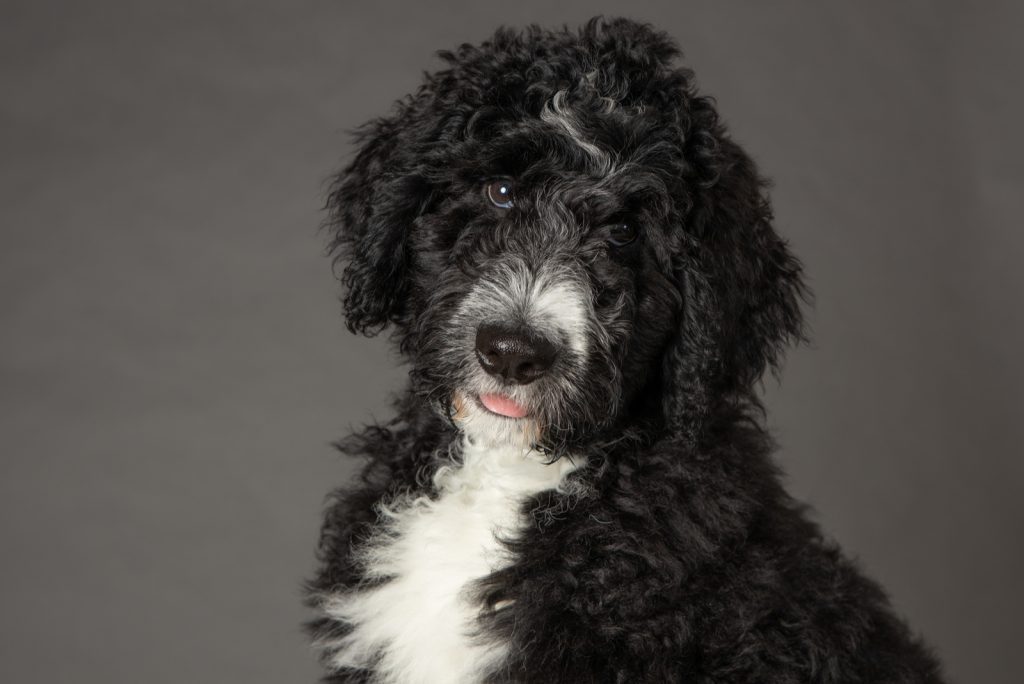 Bernedoodle Colors: Most Common, Most Expensive, And The Rarest