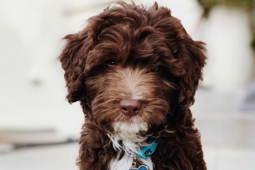 Bernedoodle Colors: Most Common, Most Expensive, And The Rarest