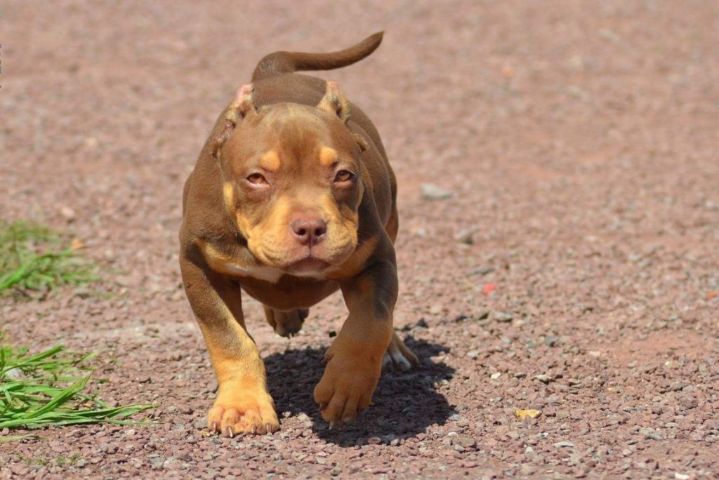 Tri Color Pitbull – What Color Combinations Are There?