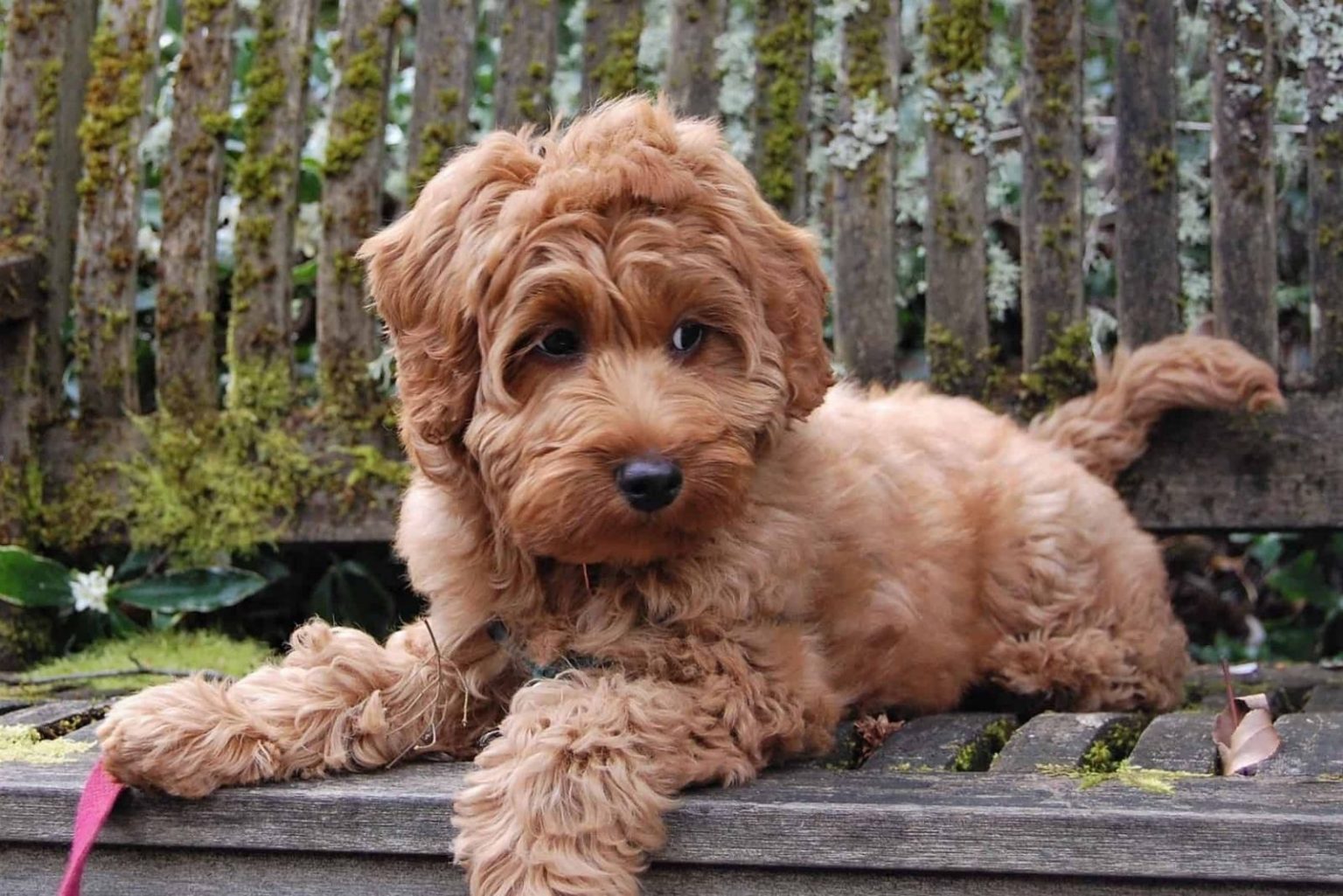 Australian Goldendoodle – Everything You Need To Know