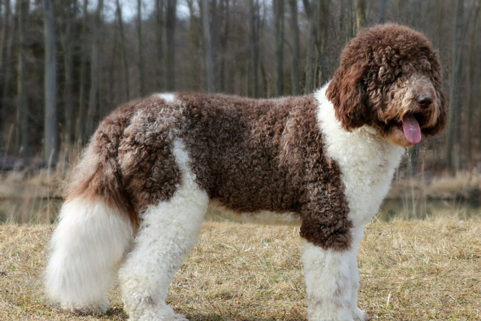 The Saint Berdoodle: Guard Dog, Gentle Giant, And Nanny