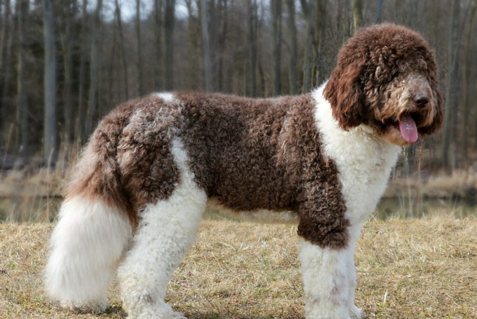 The Saint Berdoodle: Guard Dog, Gentle Giant, And Nanny