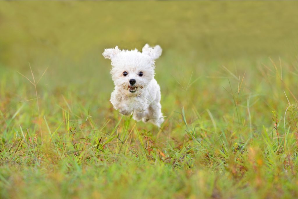 Maltipoo Lifespan & Tips For Increasing Its Life Expectancy