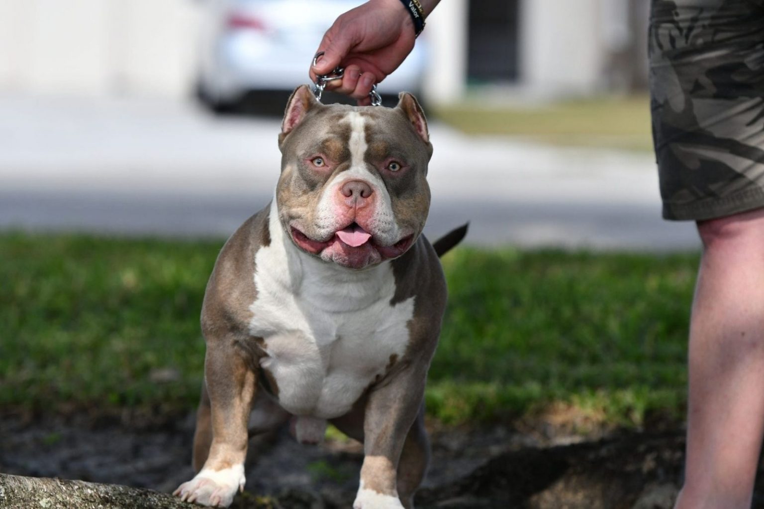Tri Color Pitbull – What Color Combinations Are There?