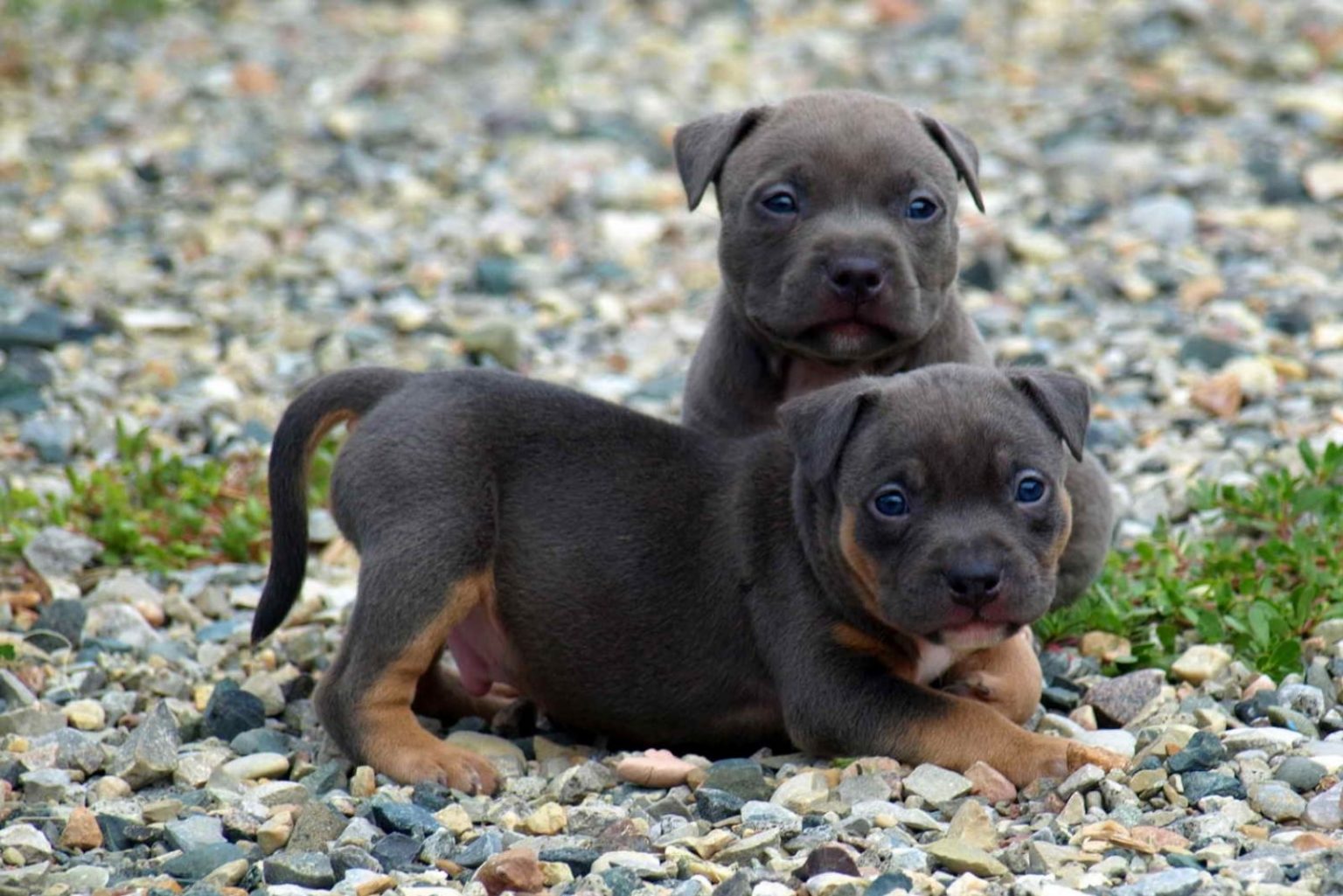 Tri Color Pitbull – What Color Combinations Are There?