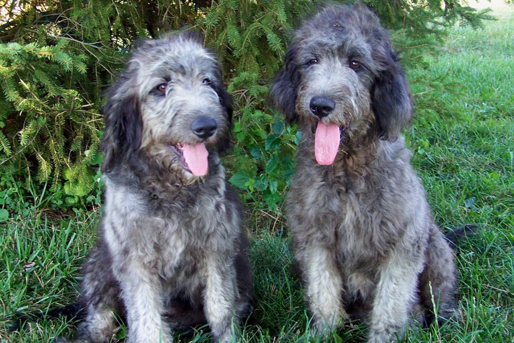 The Ultimate Guide To Gorgeous Goldendoodle Colors