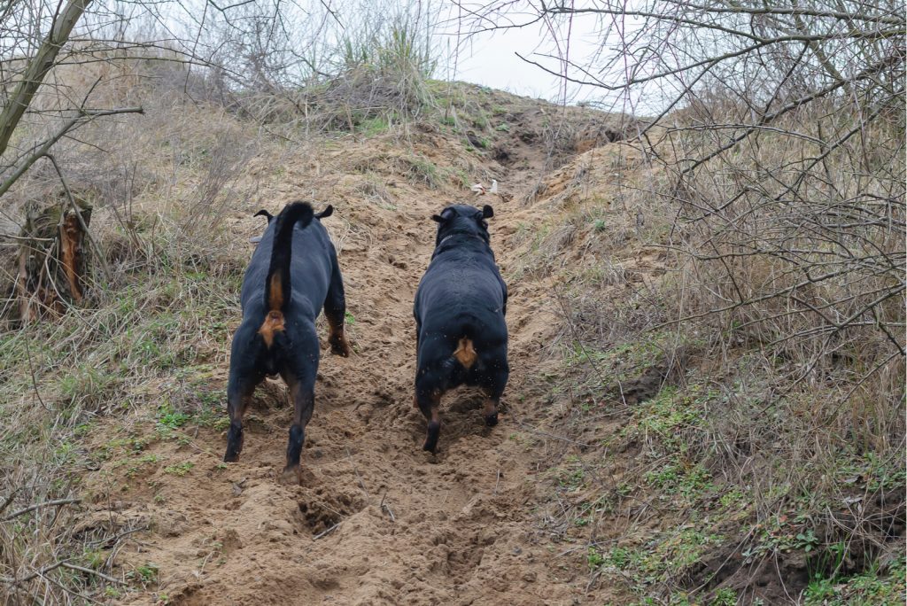 Rottweiler Tail Docking: Is It Justified Or Cruel?