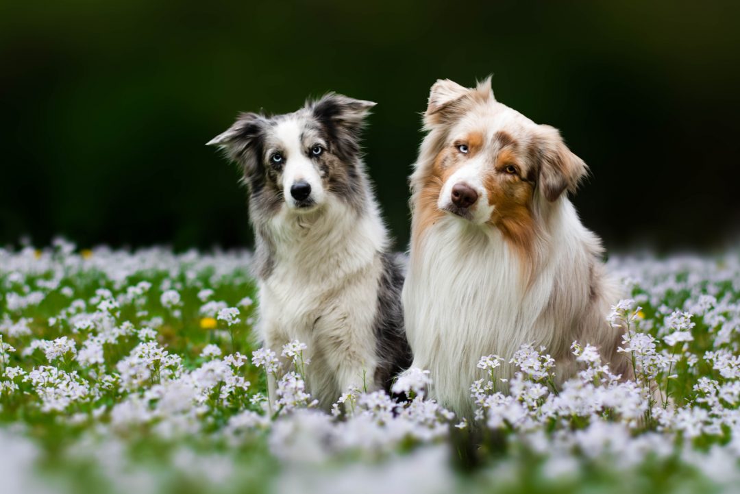 Male Vs Female Australian Shepherd: Which One Is Better?