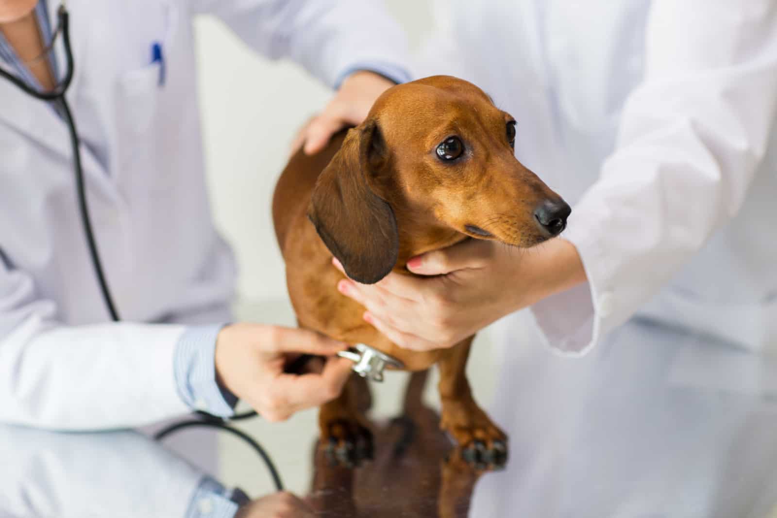 Why Do Dachshunds Shake? What Is Causing It?