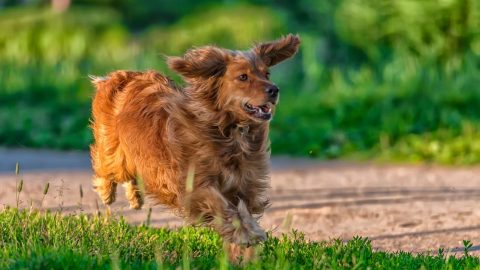 Are Cocker Spaniels Aggressive? Tips For Obedience Training