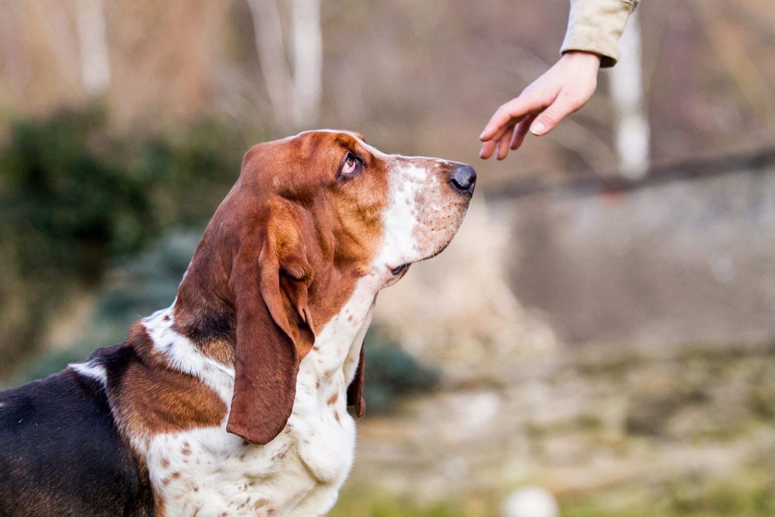 Male Vs Female Basset Hound: May The Best Basset Win