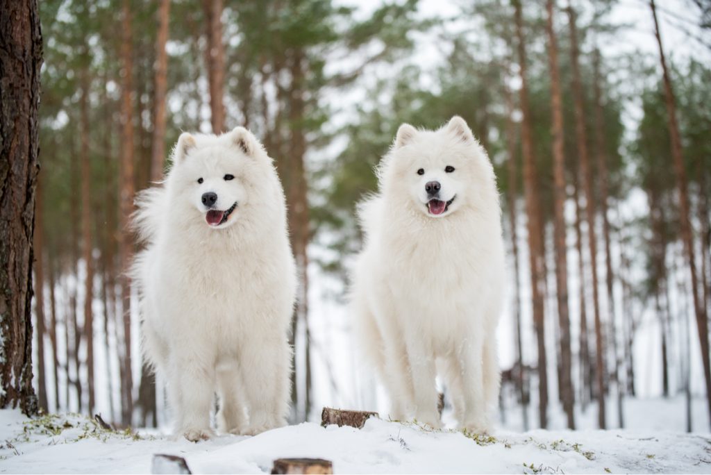 Male Vs Female Samoyed: What's The Difference?