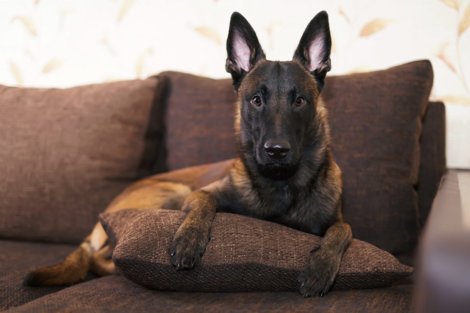 Male Vs. Female Belgian Malinois: The Key Differences
