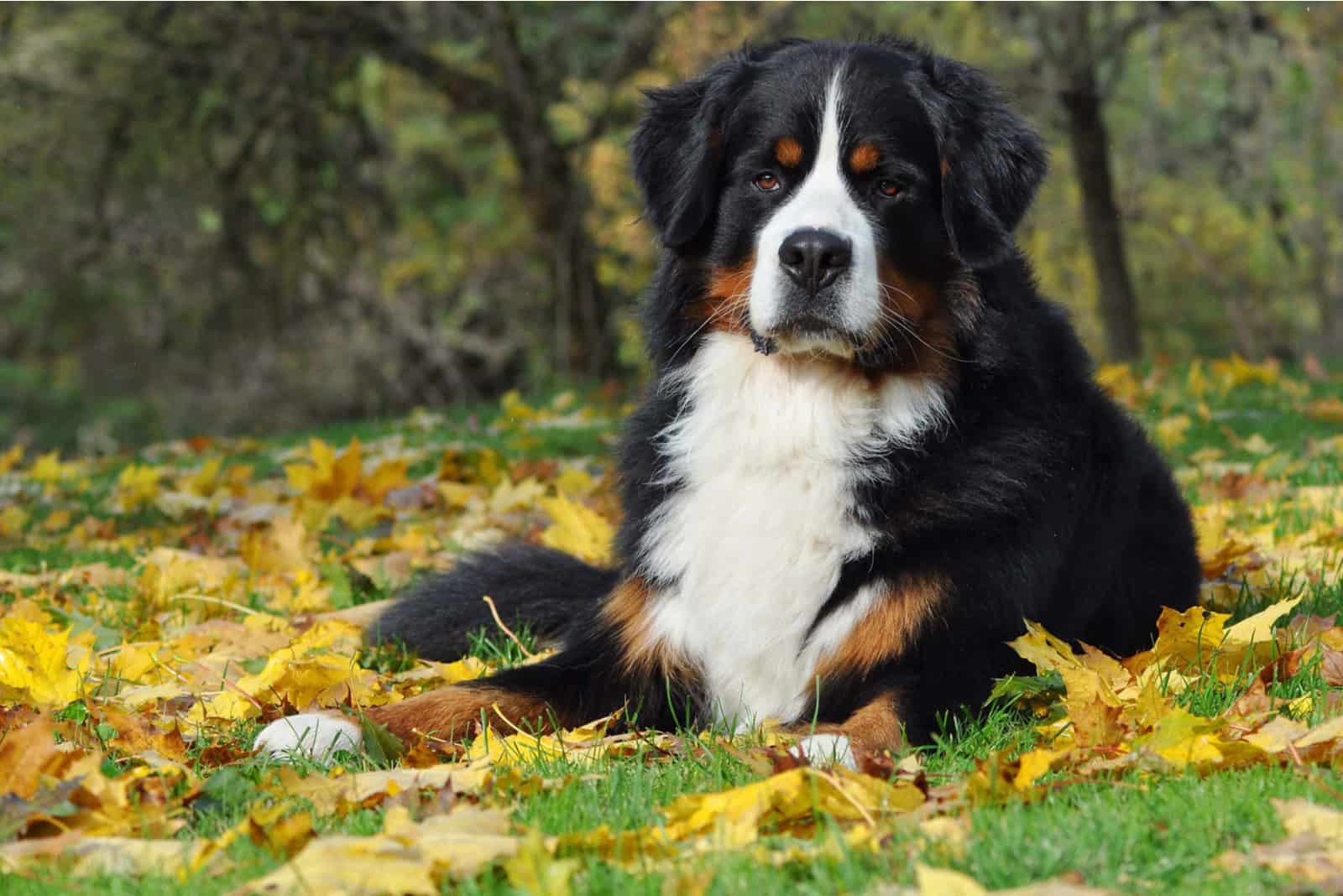 Male Vs. Female Bernese Mountain Dog: Which One Should You Get?