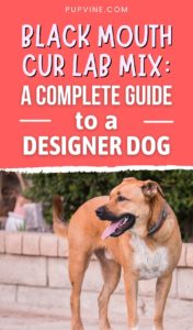 Black Mouth Cur Lab Mix: A Complete Guide To A Designer Dog
