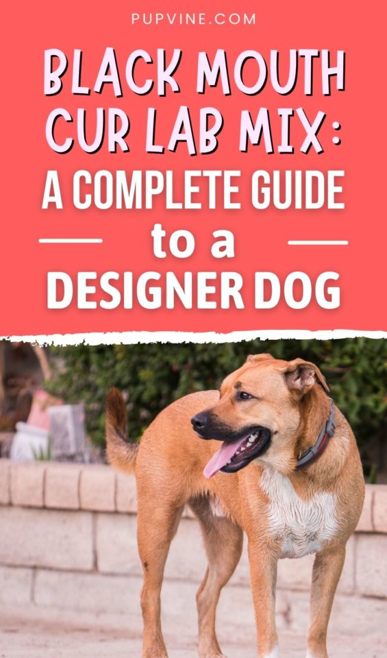 Black Mouth Cur Lab Mix: A Complete Guide To A Designer Dog