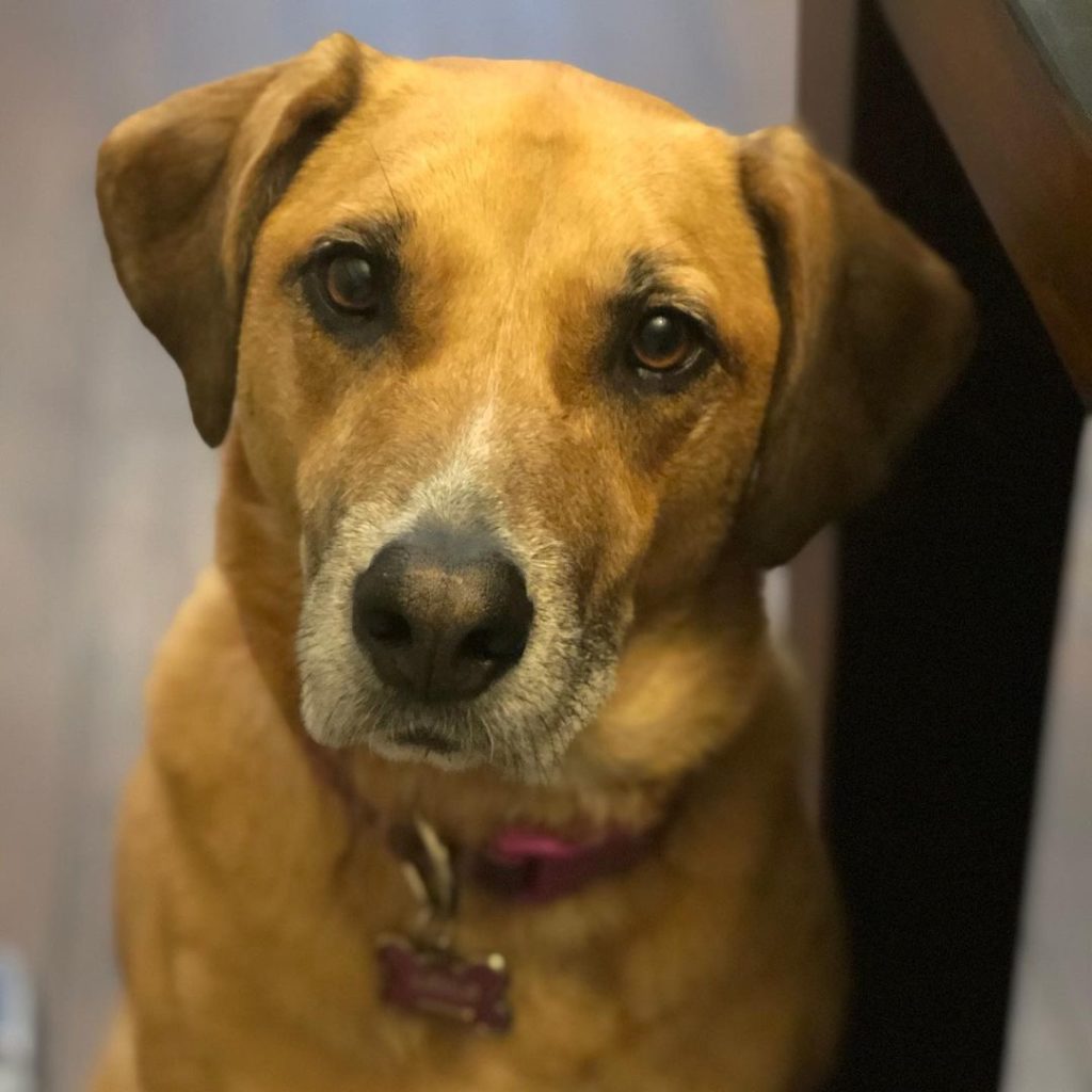 Black Mouth Cur Lab Mix: A Complete Guide To A Designer Dog