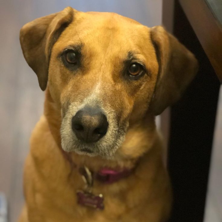 Black Mouth Cur Lab Mix: A Complete Guide To A Designer Dog