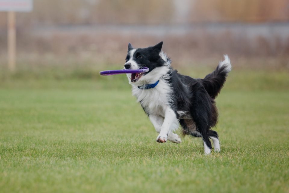 Male Vs. Female Border Collie: Can You Handle Them?