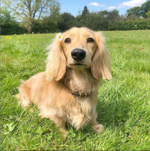Cream Long Haired Dachshund: The Ultimate Dachshund Guide