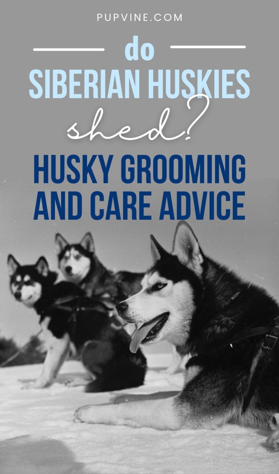 Do Siberian Huskies Shed? Husky Grooming And Care Advice